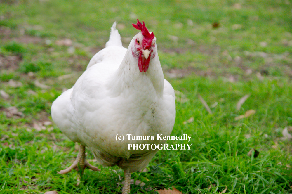 Broiler Chickens » Tamara Kenneally Photography