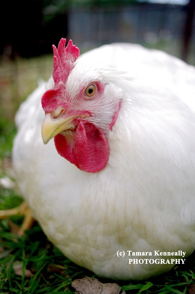 Broiler Chickens » Tamara Kenneally Photography