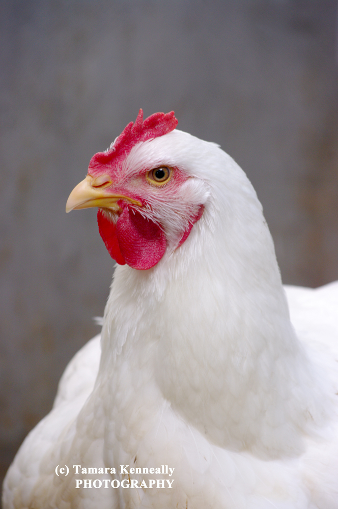 Broiler Chickens » Tamara Kenneally Photography