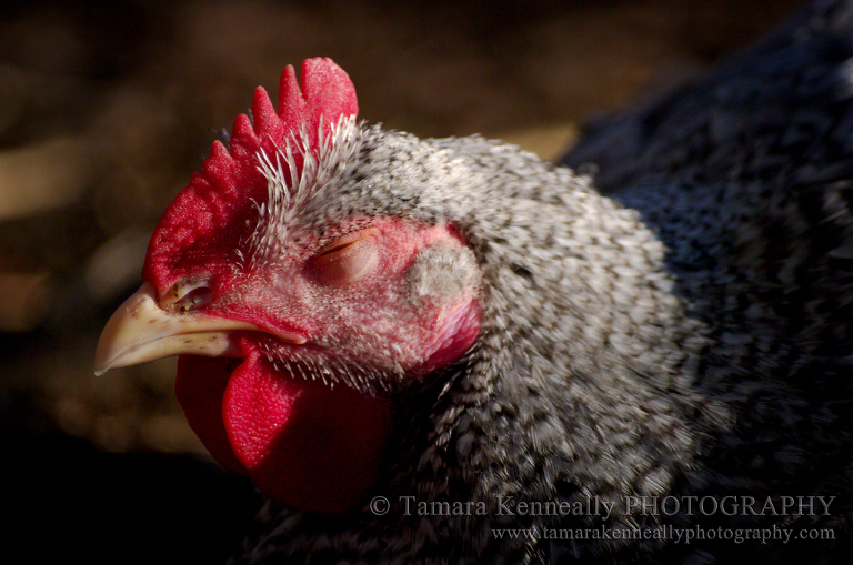 Colonel Eagle » Tamara Kenneally Photography