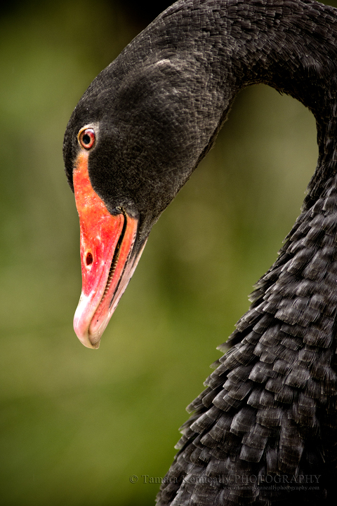 Birds of Tropical North Queensland » Tamara Kenneally Photography