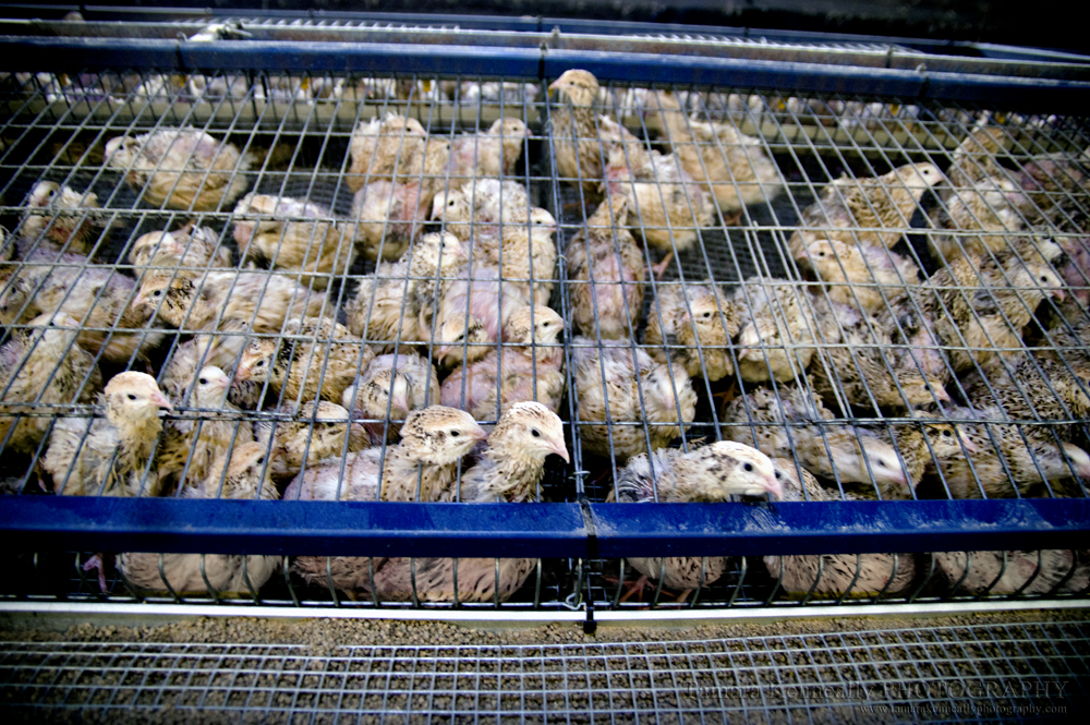 Fine Dining With Quail (Quail Farming) » Tamara Kenneally Photography